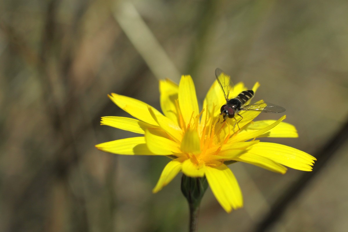 Native Bees & Pollinators – Watershed Landcare Incorporated