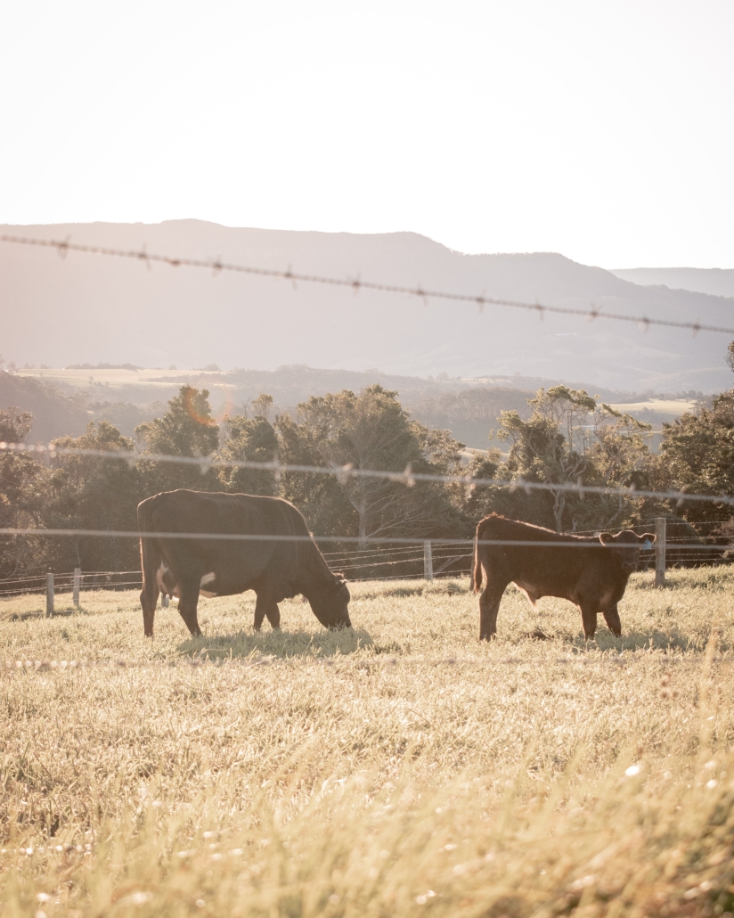 Adaptive Planned Grazing, key to creating more drought resilient farms ...