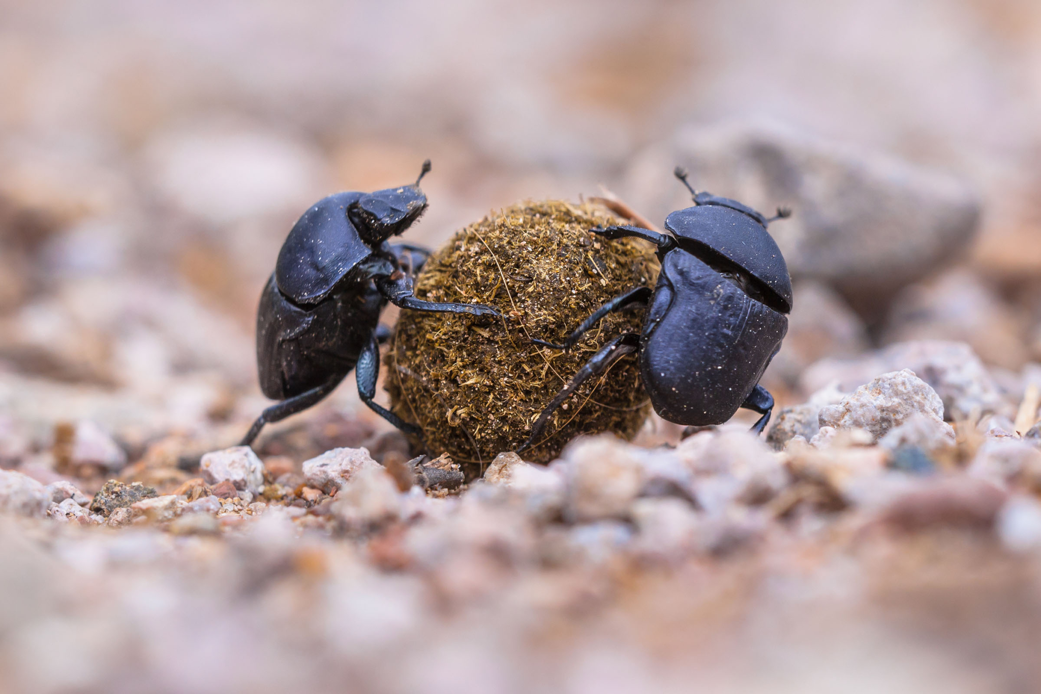Dung beetles are some of the most important critters in Mid-Western ...