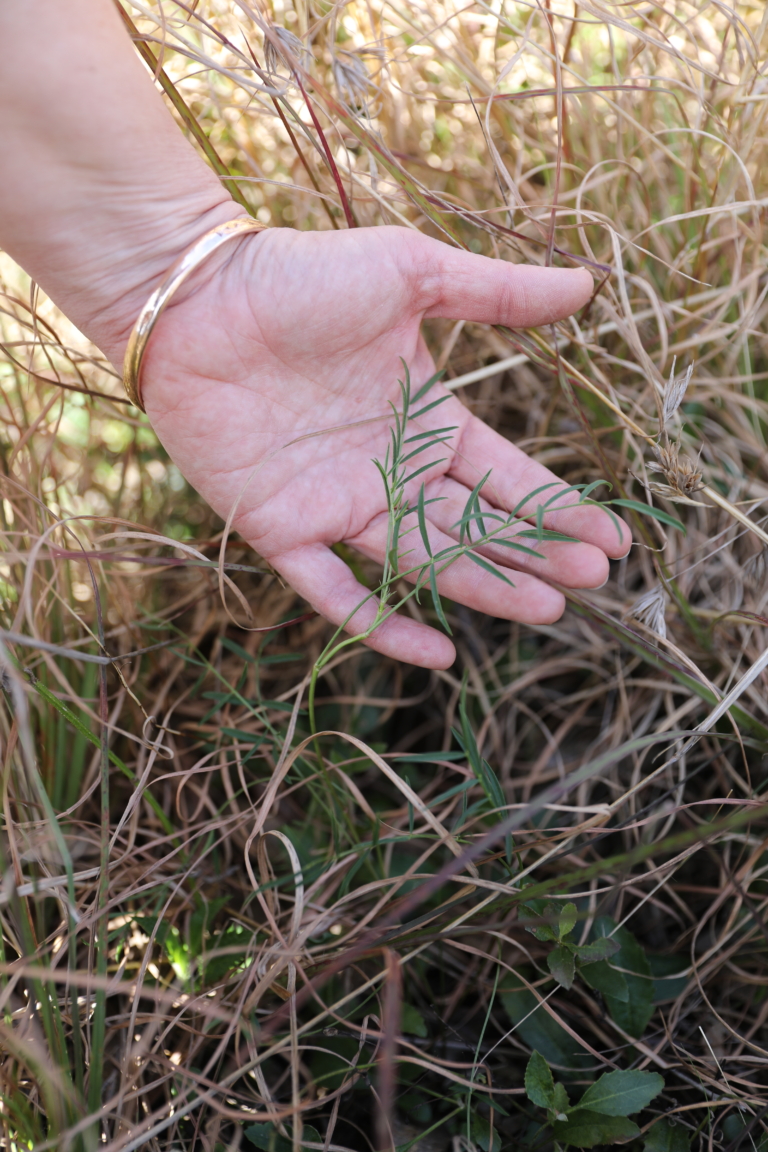 Steps to Save Swainsona – Watershed Landcare Incorporated