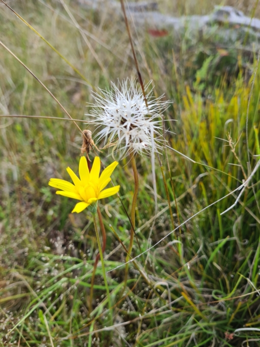 Biodiversity Bushwalk. A haven for Yam Daisies – Watershed Landcare ...