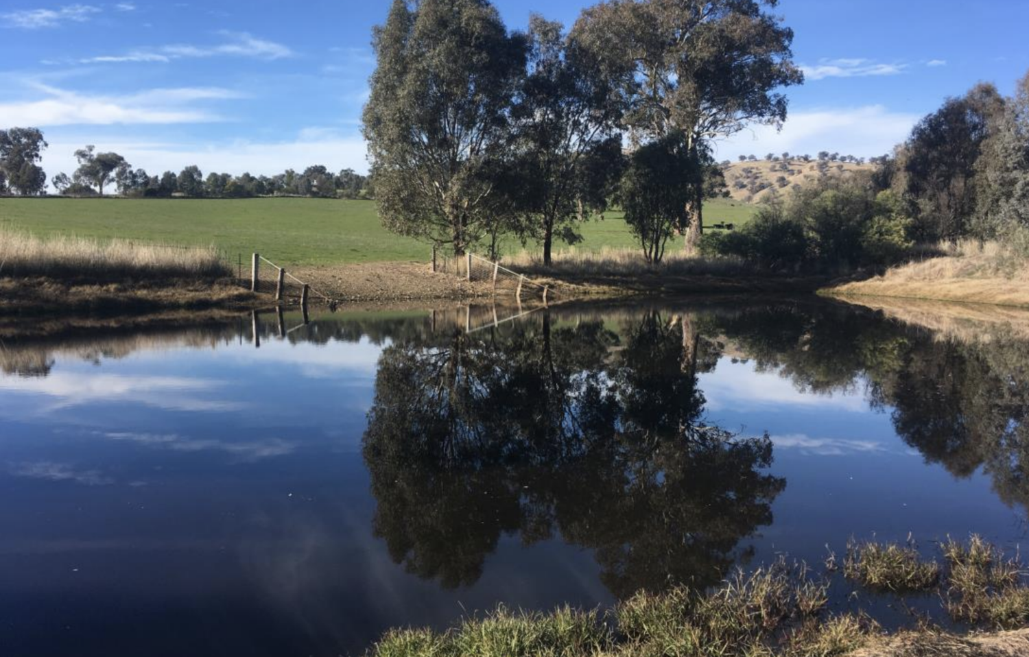 Farm Dams – A Haven for Wetland Species – Watershed Landcare Incorporated